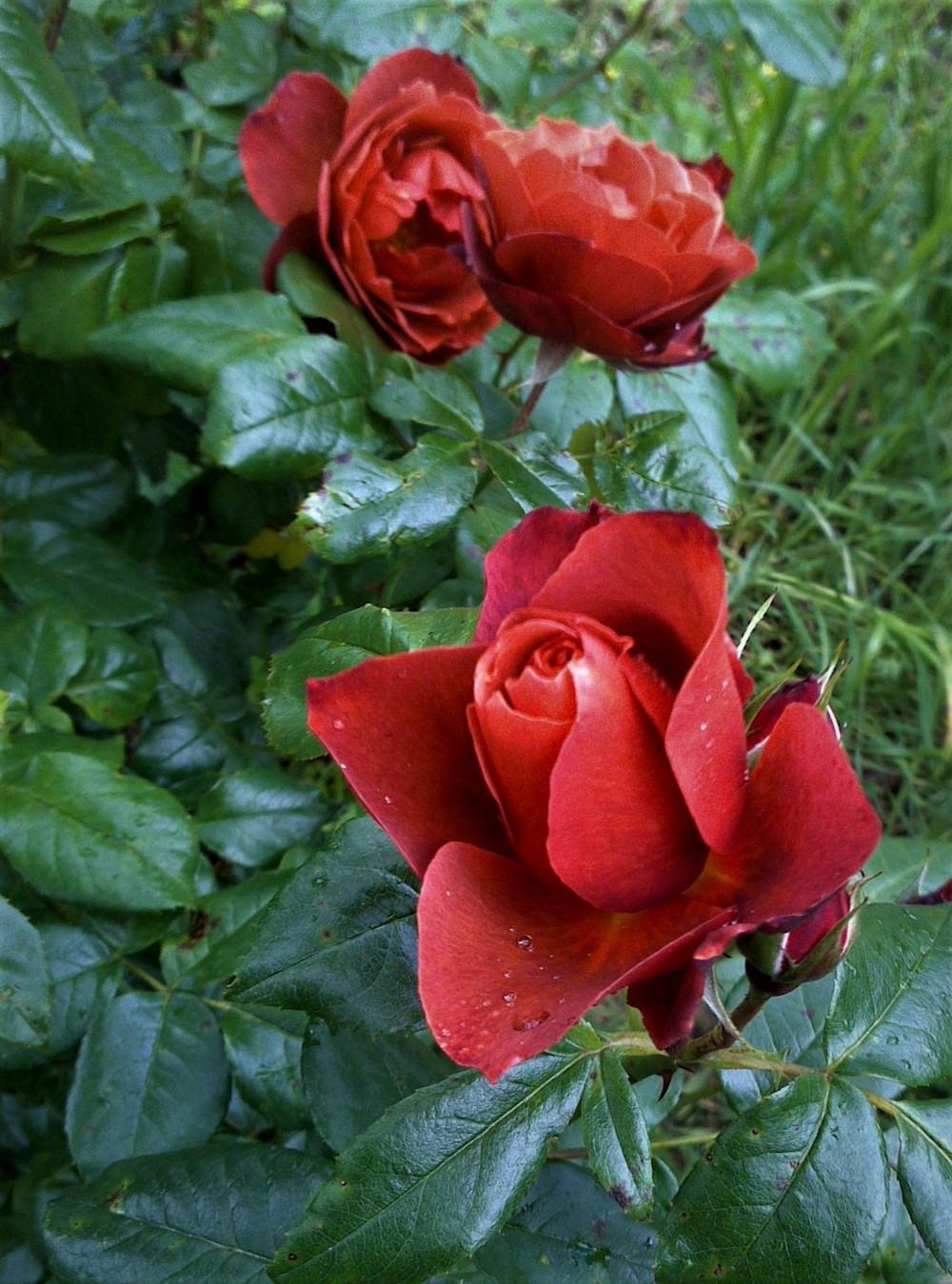 Photo of the bloom of Rose (Rosa 'Hot Cocoa') posted by manueldalmeida ...
