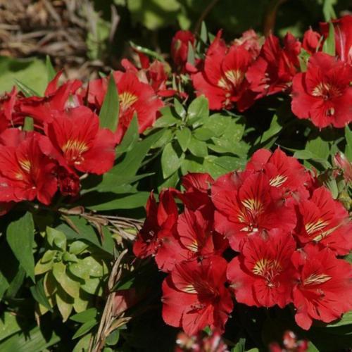 Peruvian Lily (Alstroemeria Princess Lilies® Kate) in the Peruvian ...
