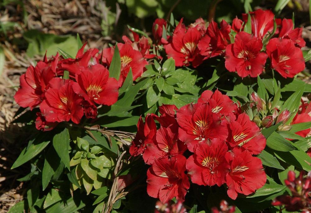 Peruvian Lily (Alstroemeria Princess Lilies® Kate) in the Peruvian ...