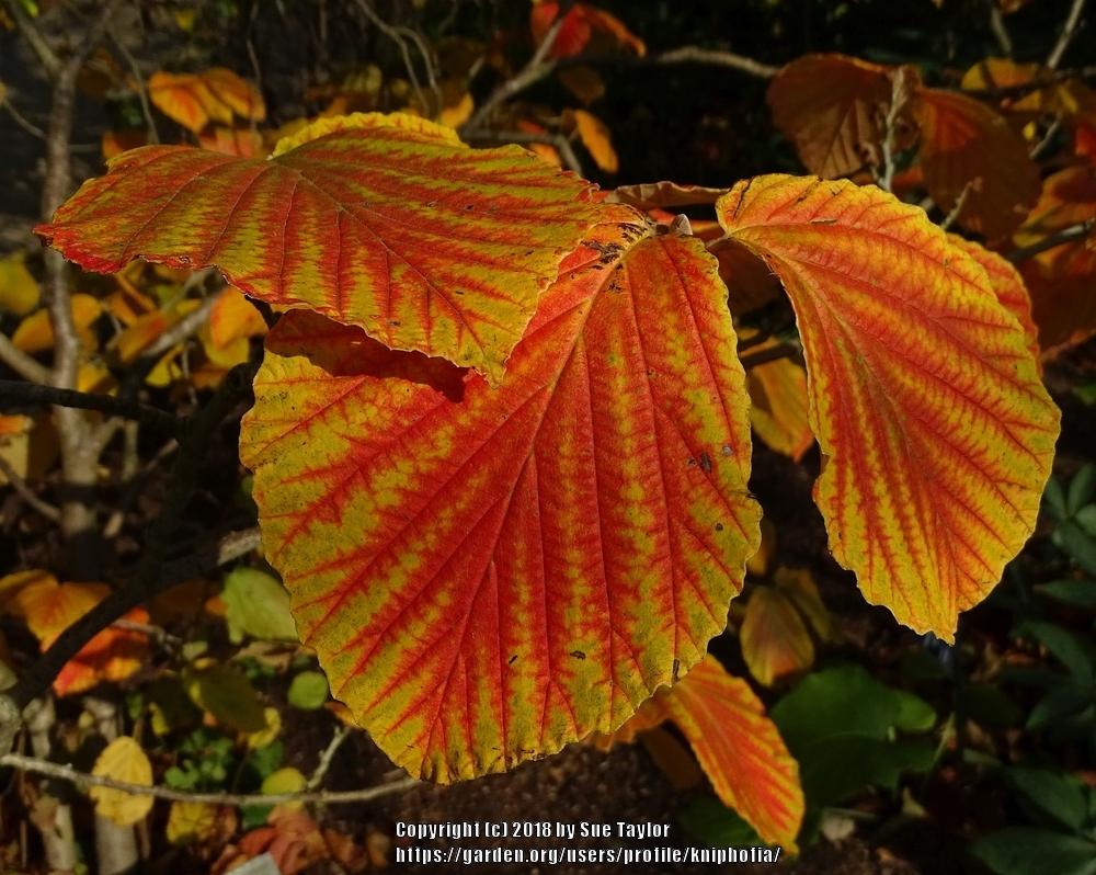 Witch Hazels: Plant Care and Collection of Varieties - Garden.org