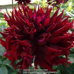 Dahlia 'Kenora Macop-B' in the Dahlias Database - Garden.org