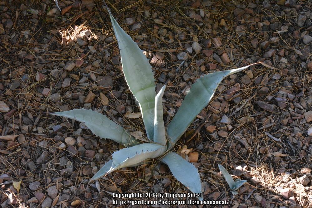 La Zarca Agave (Agave asperrima subsp. zarcensis) in the Agaves ...