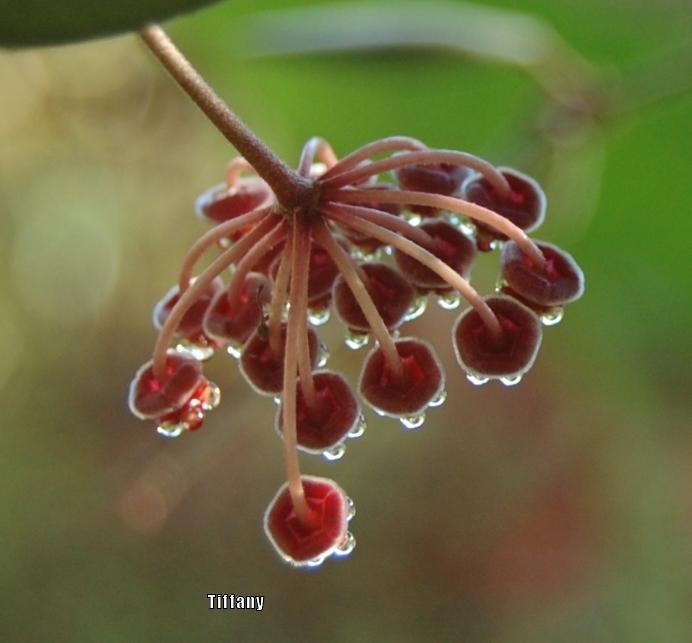 Hoyas: Plant Care and Collection of Varieties - Garden.org