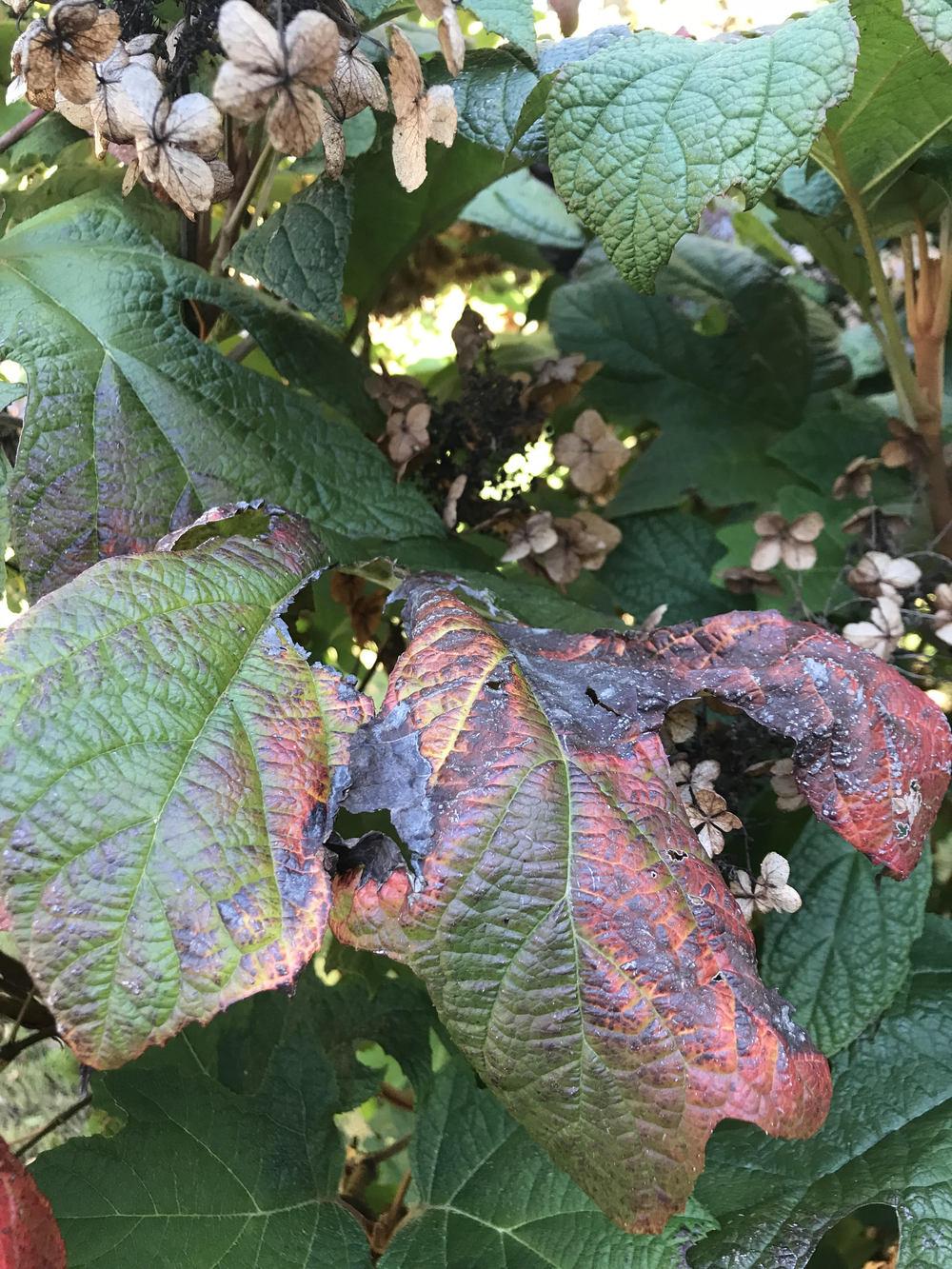 Oak Leaf Hydrangea Sunburn or Sick? in the Ask a Question forum ...