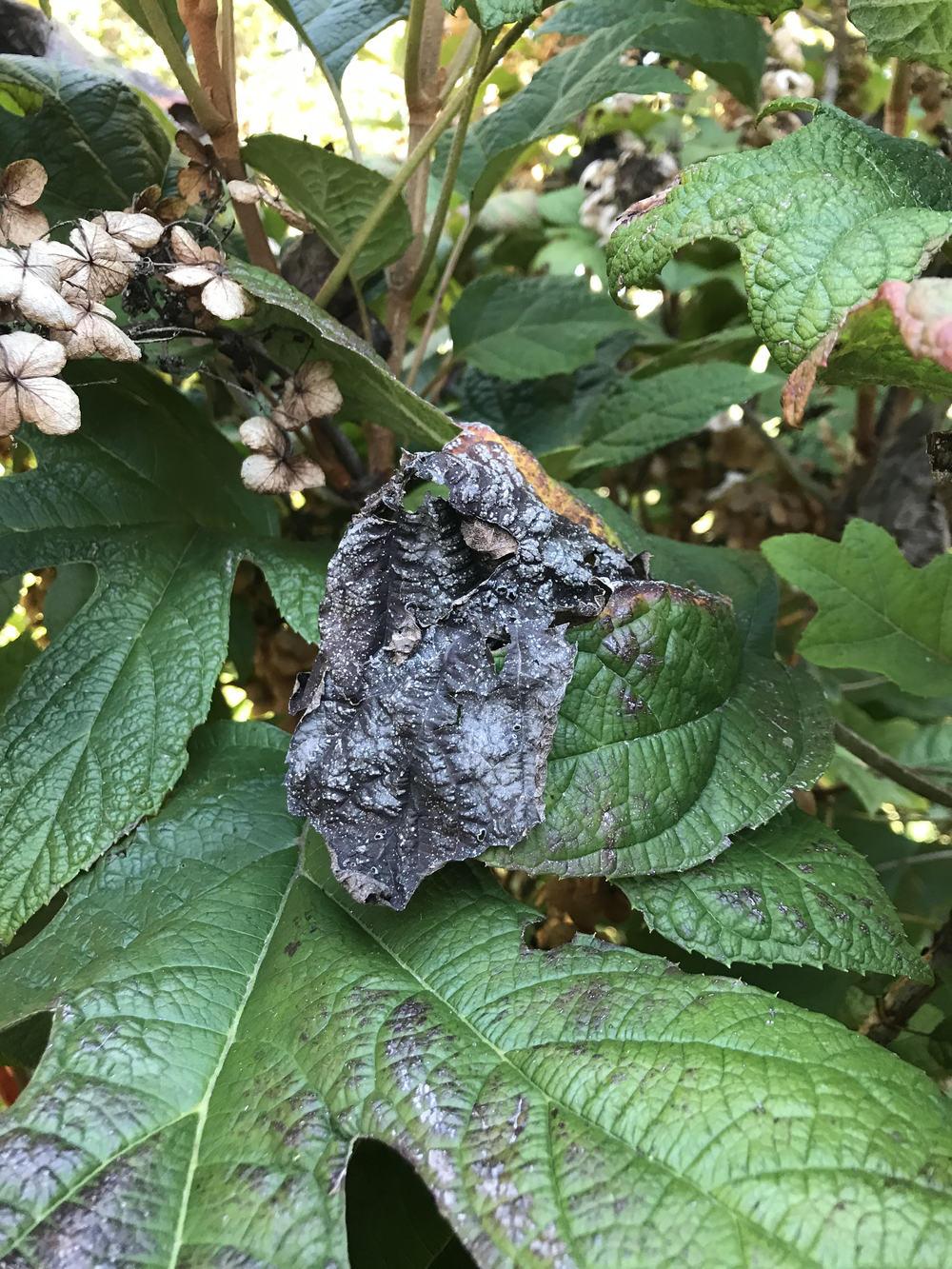 Oak Leaf Hydrangea Sunburn or Sick? in the Ask a Question forum ...