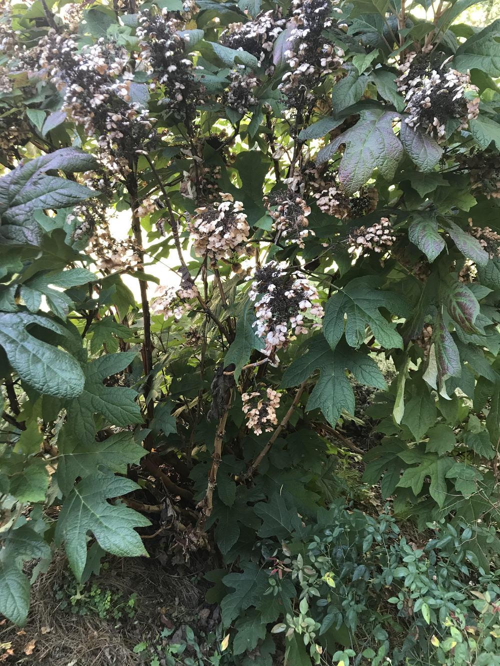 Oak Leaf Hydrangea Sunburn or Sick? in the Ask a Question forum ...