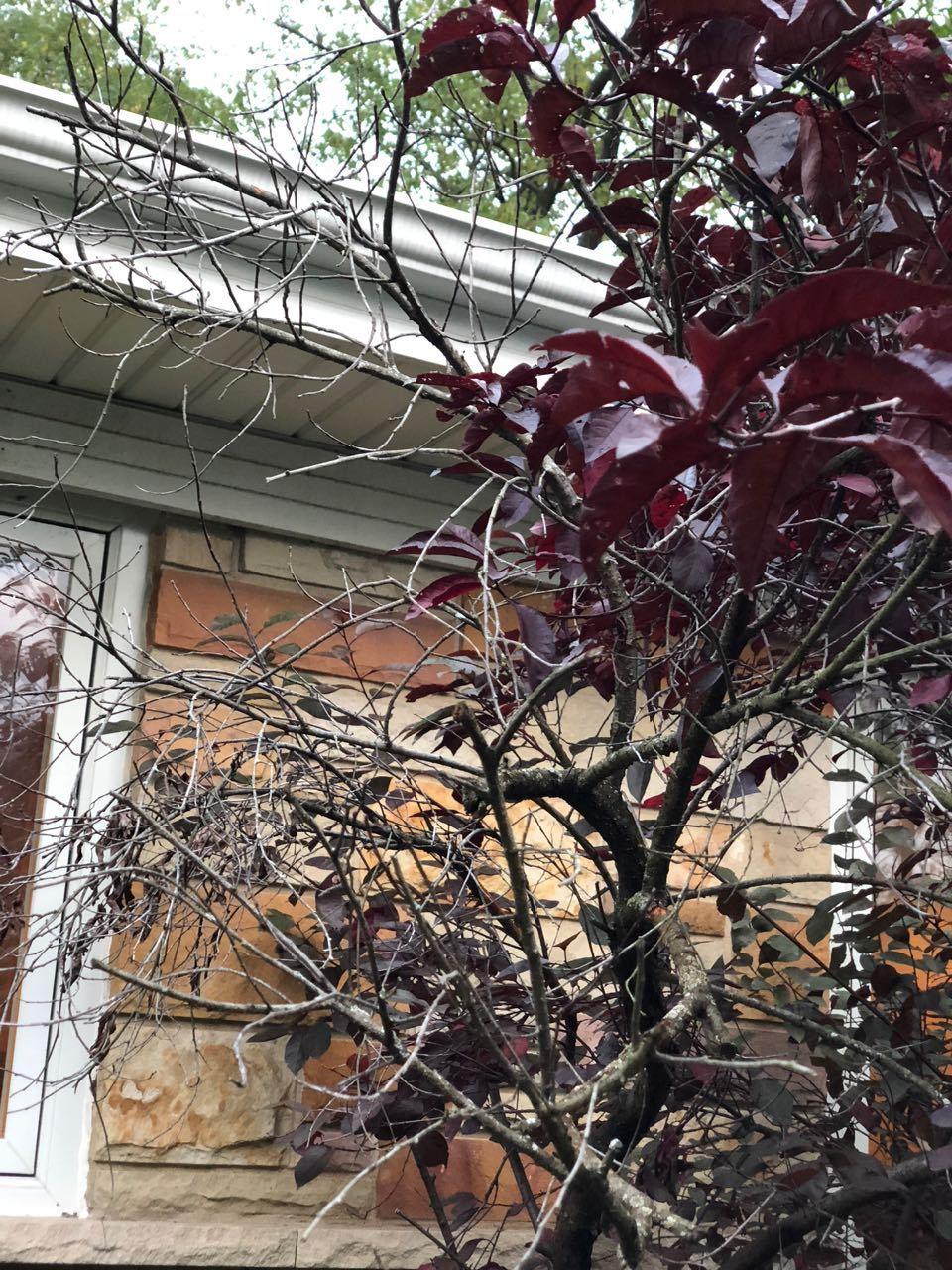 Help a total newbie house owner and existing landscape in the Trees and ...