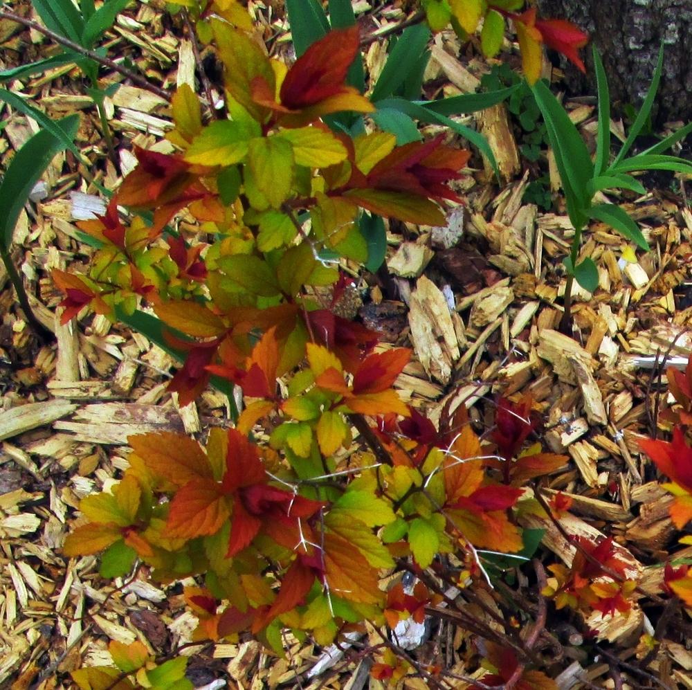 Photo of the fall color of Japanese Spirea (Spiraea japonica 'Magic ...