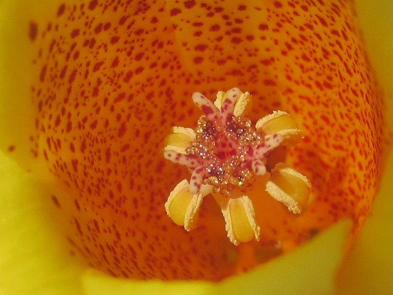 Photo of the stamens, filaments and pistils of Toad Lily (Tricyrtis ...