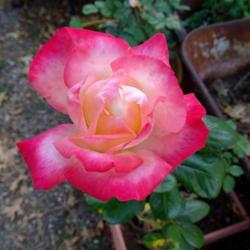 Rose (Rosa 'Mercury Rising') in the Roses Database - Garden.org