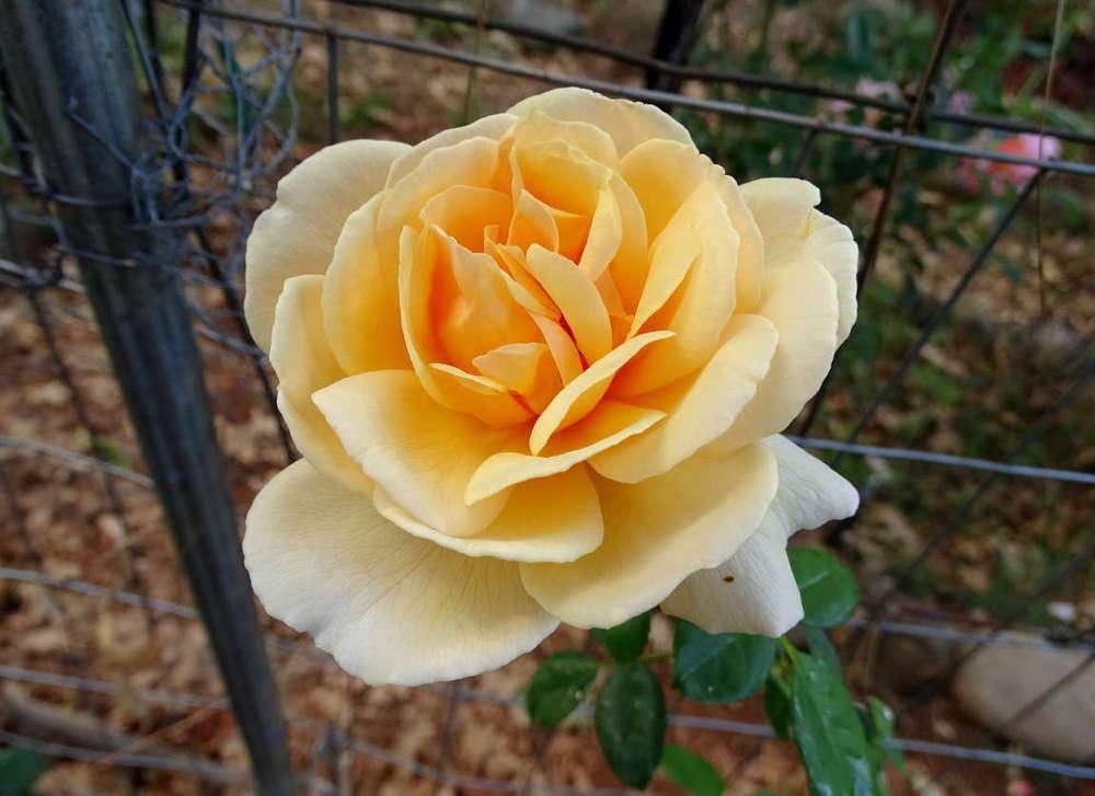 Rose (Rosa 'Pure Gold') in the Roses Database - Garden.org