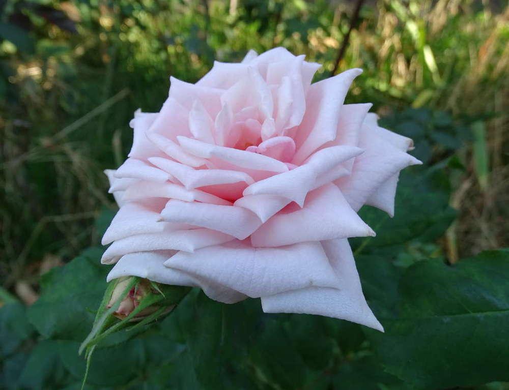 Rose (Rosa 'White Gene Boerner') in the Roses Database - Garden.org