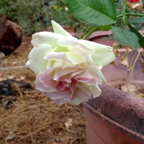 Rose (Rosa 'Mint Julep') in the Roses Database - Garden.org