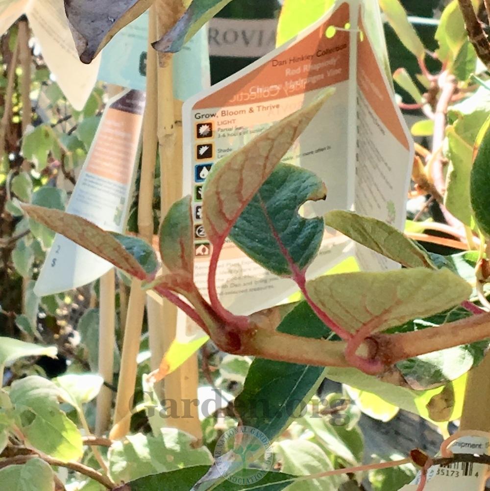 Chinese Hydrangea Vine (Hydrangea hypoglauca Red Rhapsody®) in the ...