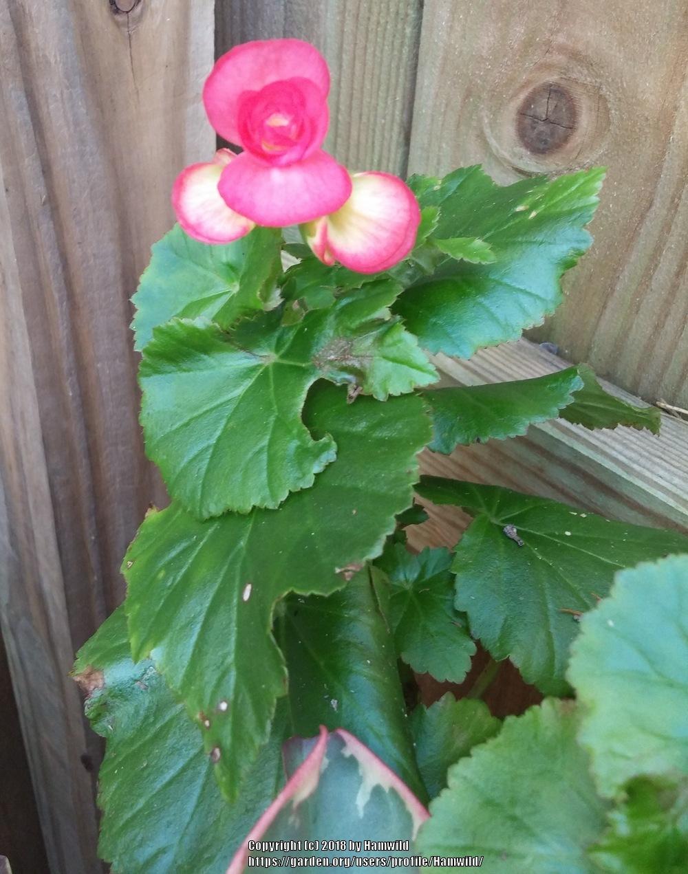 Rieger Begonia (Begonia x hiemalis) in the Begonias Database - Garden.org