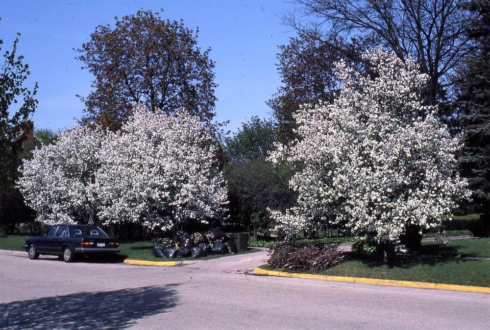 Photo of the bloom of Flowering Crabapple (Malus 'Snowdrift') posted by ...