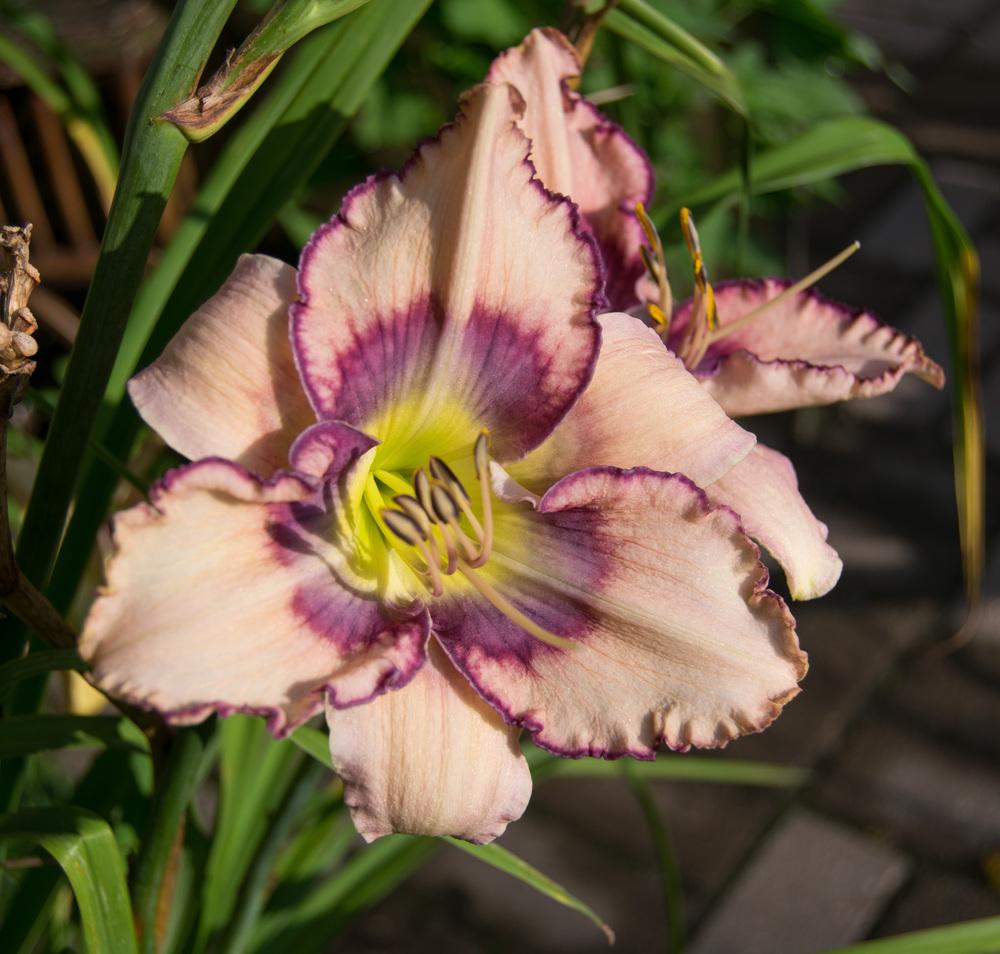 Daylily (Hemerocallis 'Raspberry Quasar') in the Daylilies Database ...