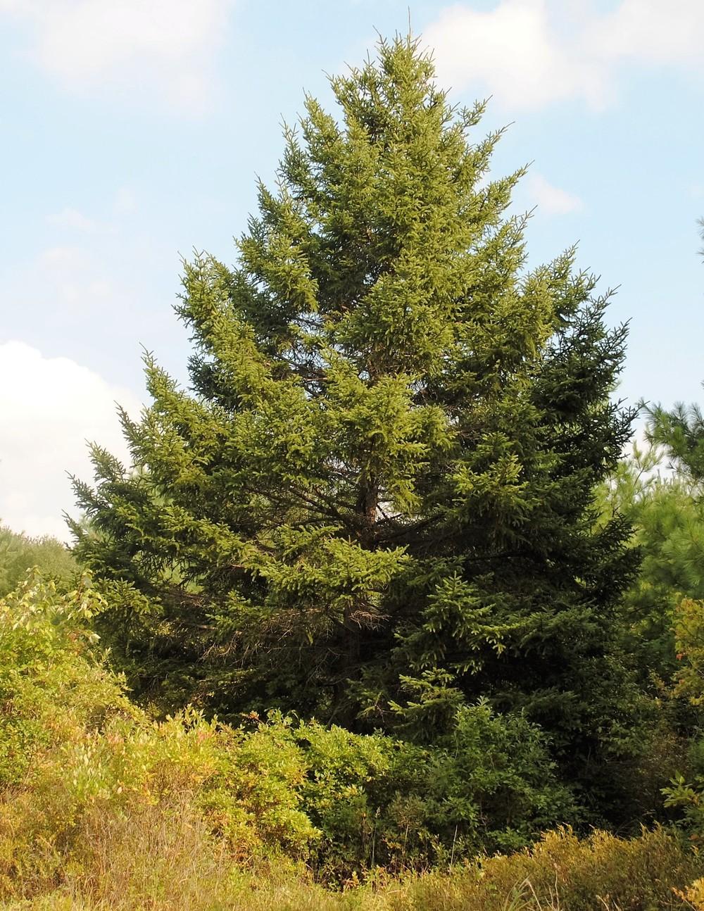 Photo of the entire plant of Spruces (Picea) posted by ILPARW - Garden.org