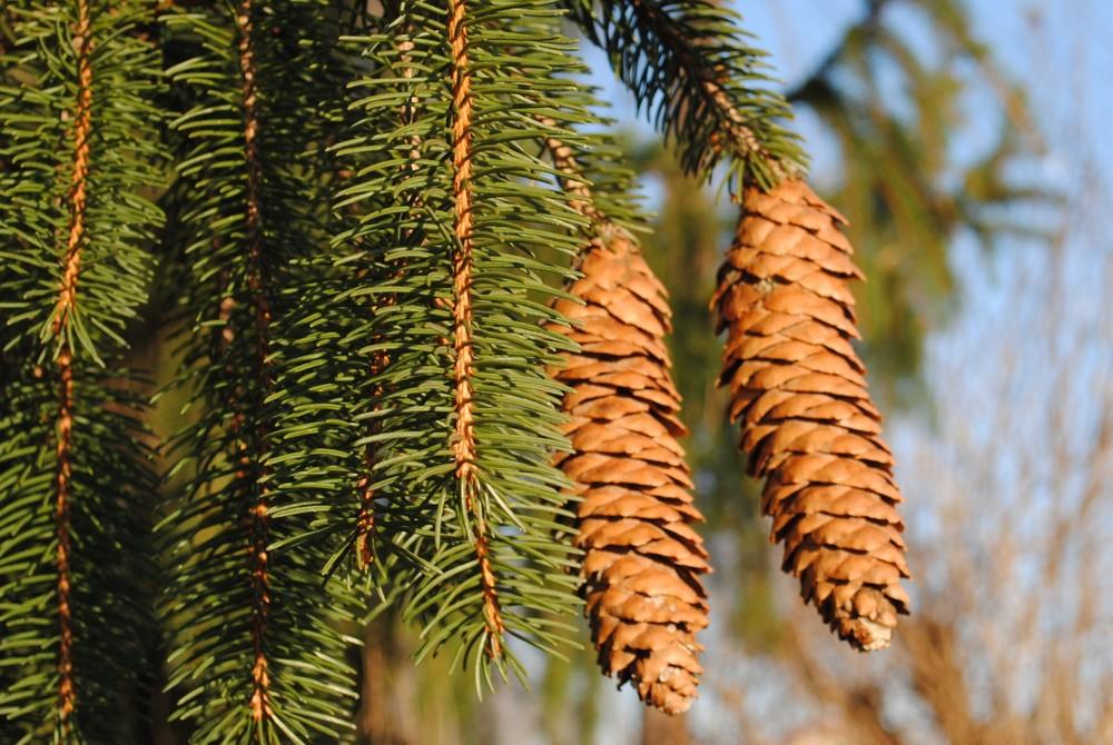 Spruces: Plant Care and Collection of Varieties - Garden.org