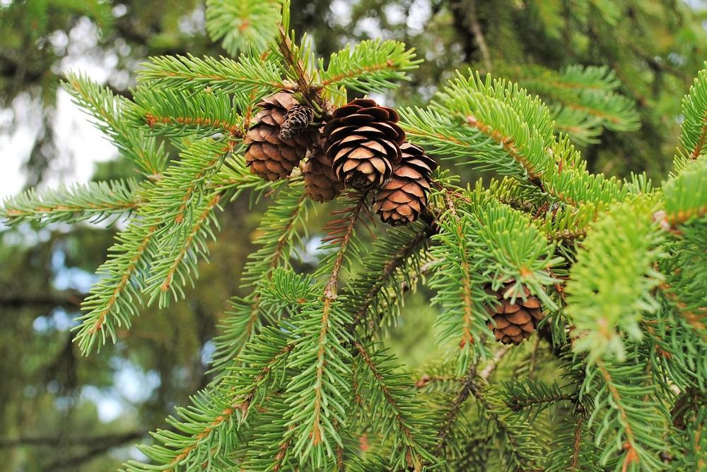 Spruces: Plant Care and Collection of Varieties - Garden.org