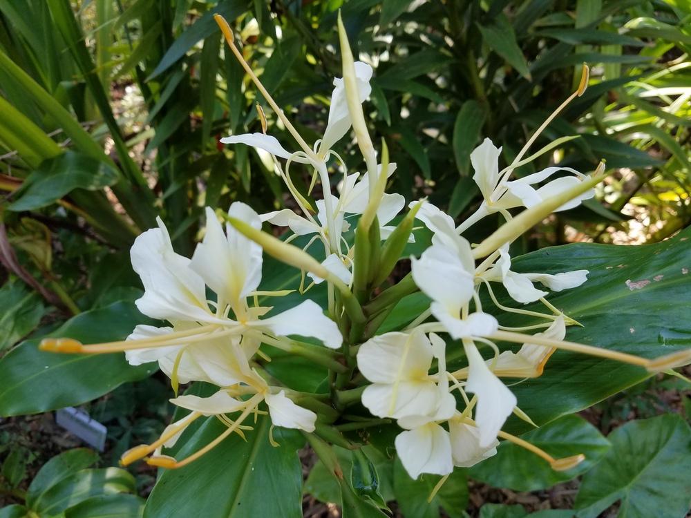 Butterfly Ginger (Hedychium 'Tai Monarch') in the Ginger Lilies ...