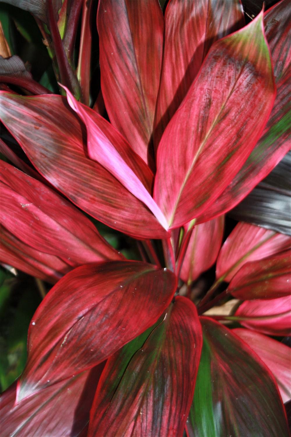 Ladies in Red....show your red flowers and leaves! in the Tropicals ...
