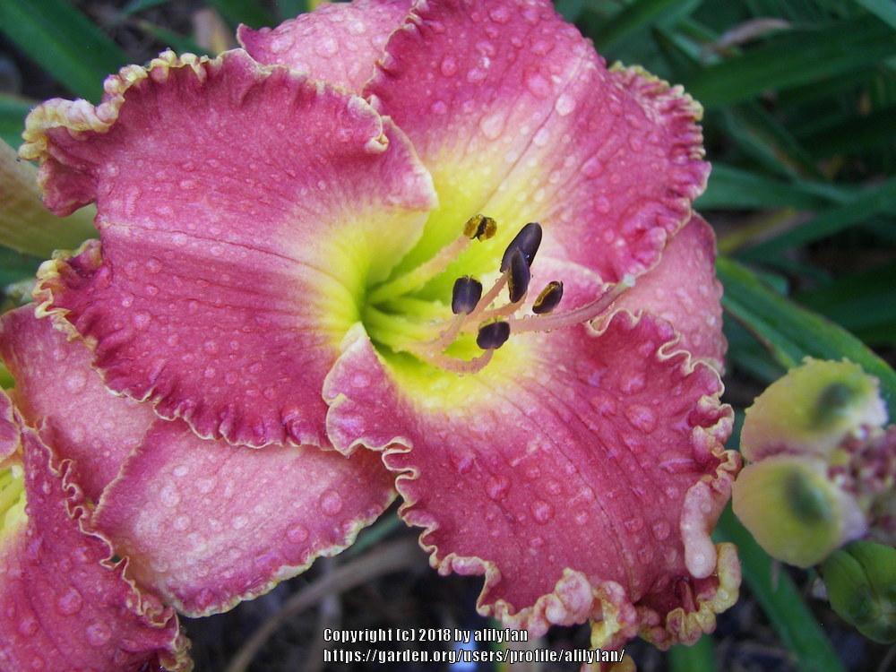 Daylily (Hemerocallis 'Spacecoast Raspberry Mist') in the Daylilies ...
