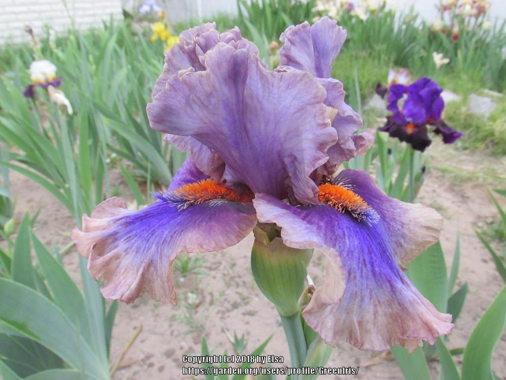 Tall Bearded Iris (Iris 'Venus Visit') in the Irises Database - Garden.org