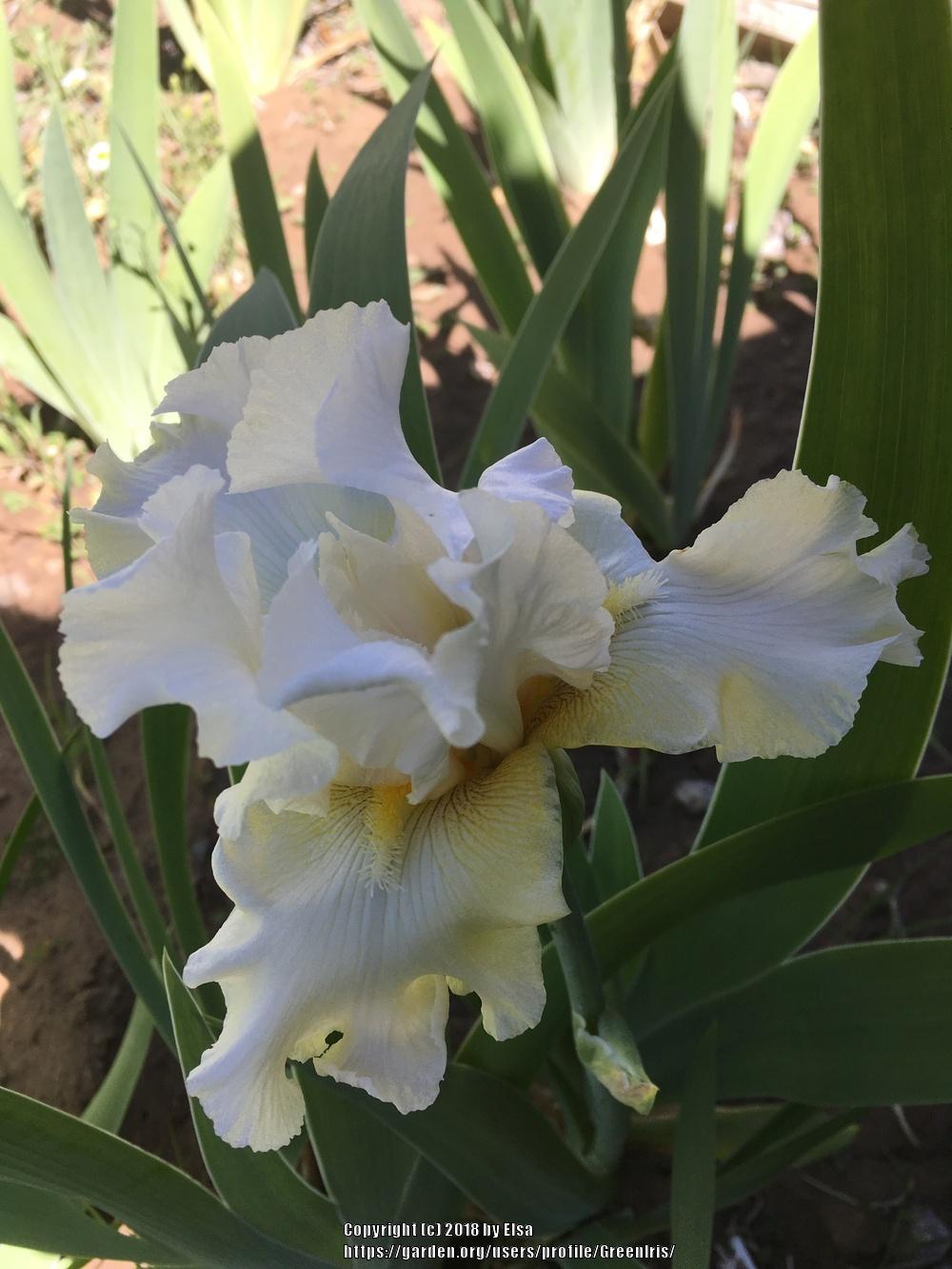 Tall Bearded Iris (Iris 'Sunshine Lace') in the Irises Database ...