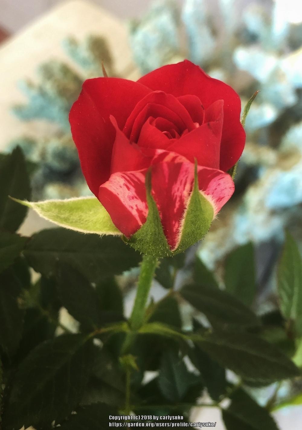 Photo of the closeup of buds, sepals and receptacles of Rose (Rosa ...