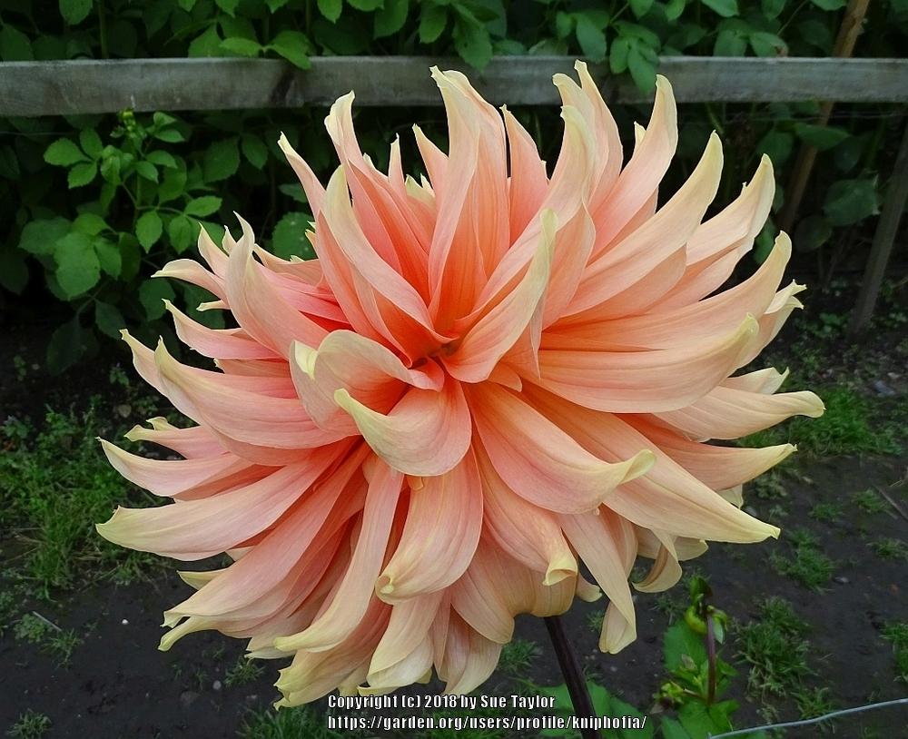 Dahlia 'Pink Spur' in the Dahlias Database - Garden.org
