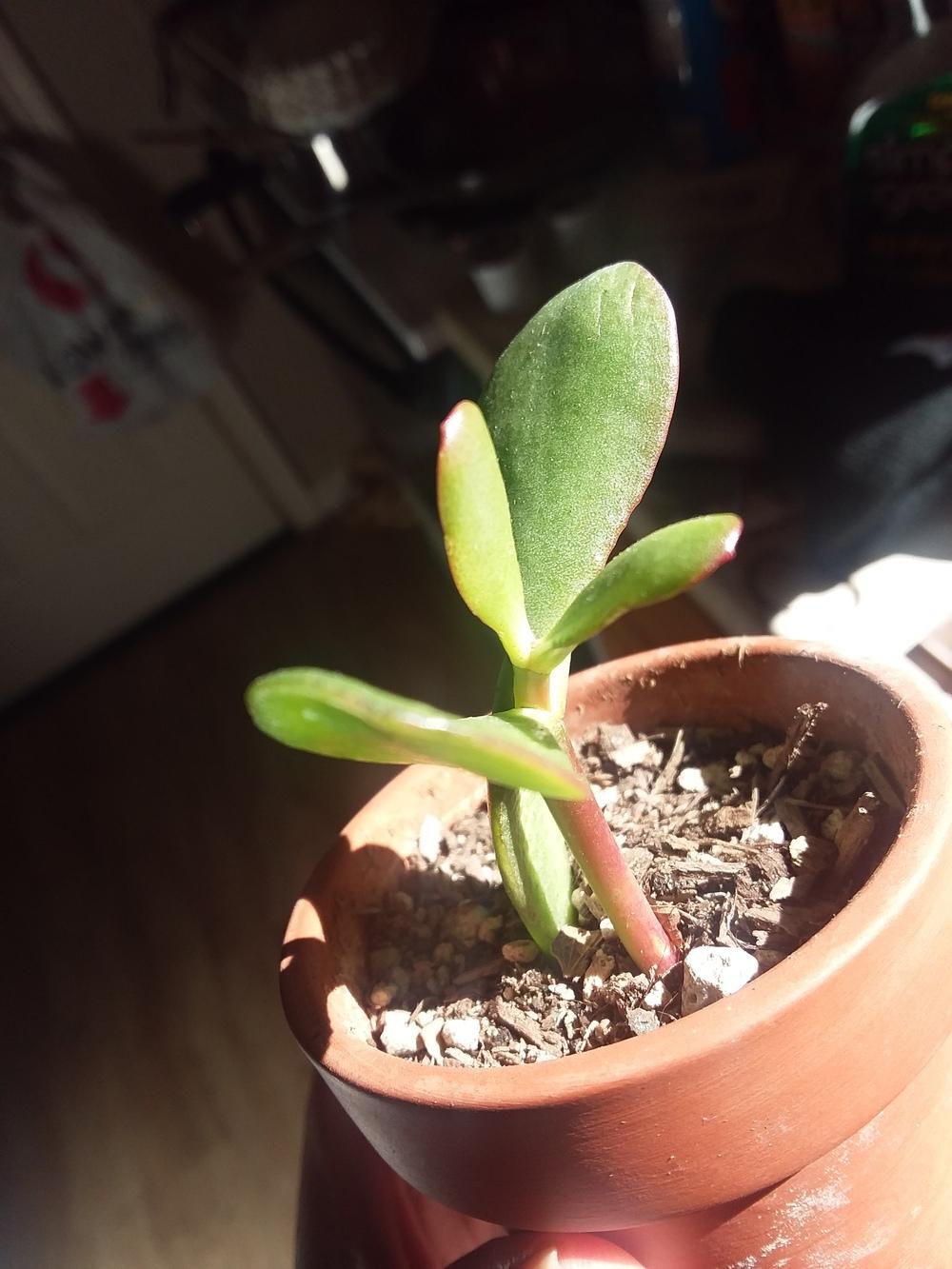 Is a red flushed baby Jade a good thing? in the Ask a Question forum ...