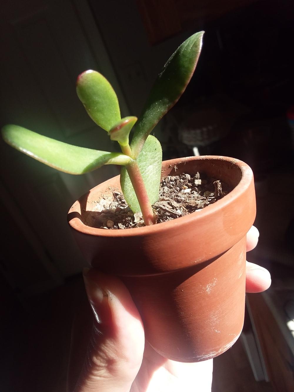 Is a red flushed baby Jade a good thing? in the Ask a Question forum ...