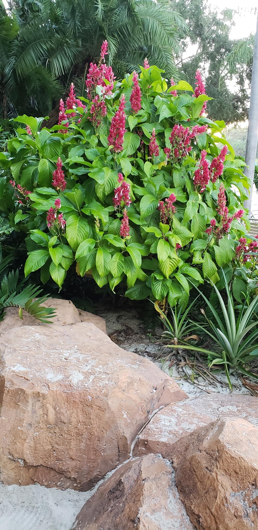 Photo of the entire plant of Brazilian Red Cloak (Megaskepasma ...