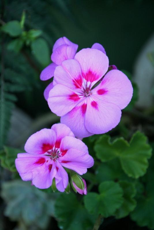 Pelargoniums: Plant Care and Collection of Varieties - Garden.org