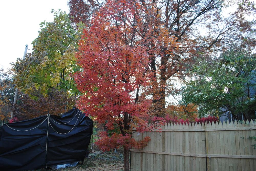 Photo of the fall color of Paperbark Maple (Acer griseum) posted by ...
