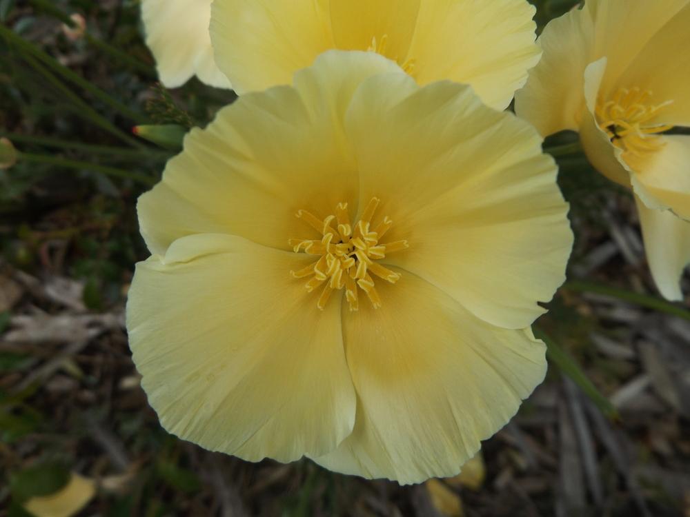 California Poppy (Eschscholzia californica 'Ivory Castle') - Garden.org