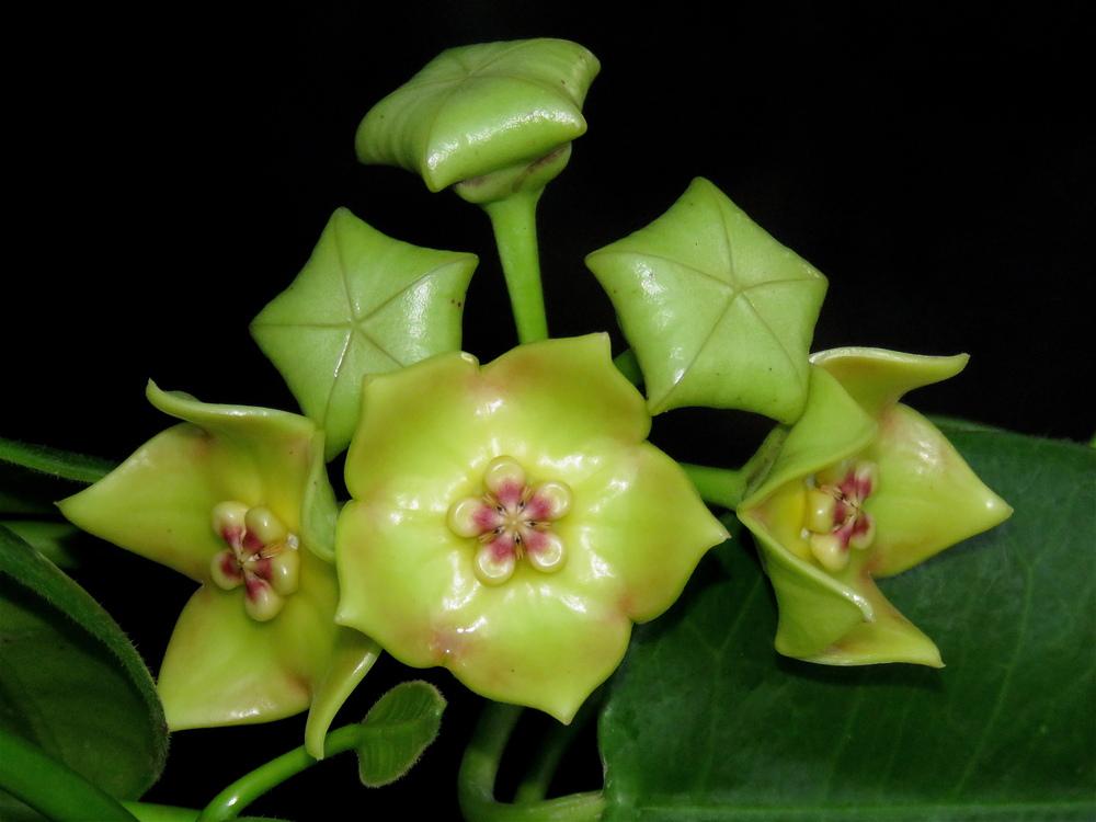 Hoya 'Ruthie' in the Hoyas forum - Garden.org