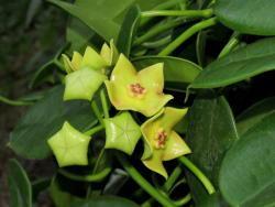 Hoya 'Ruthie' in the Hoyas forum - Garden.org