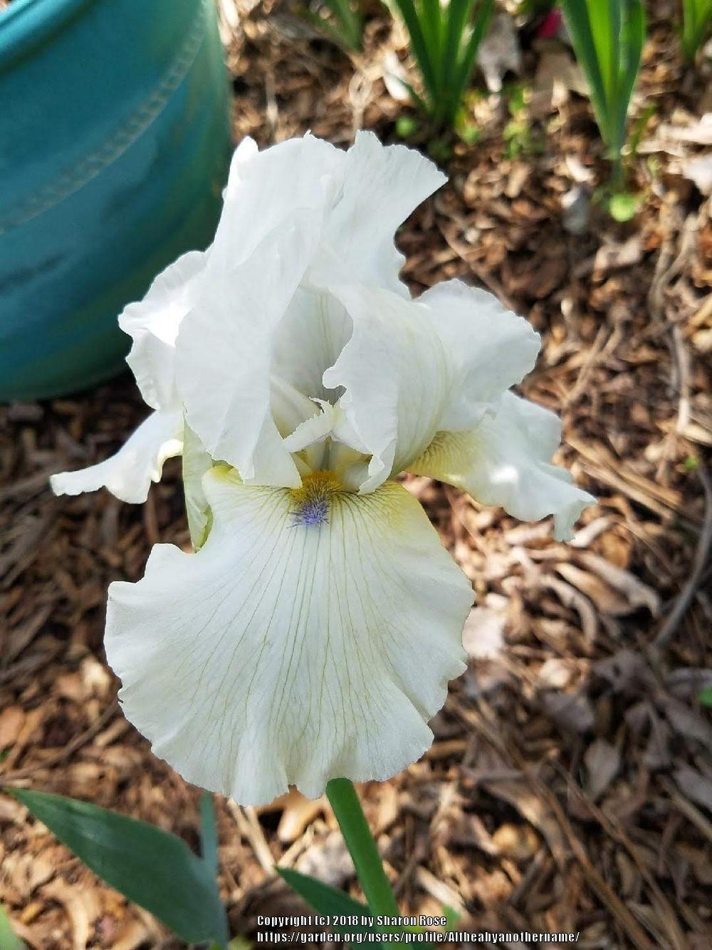 Tall Bearded Iris (Iris 'Song of Erin') in the Irises Database - Garden.org