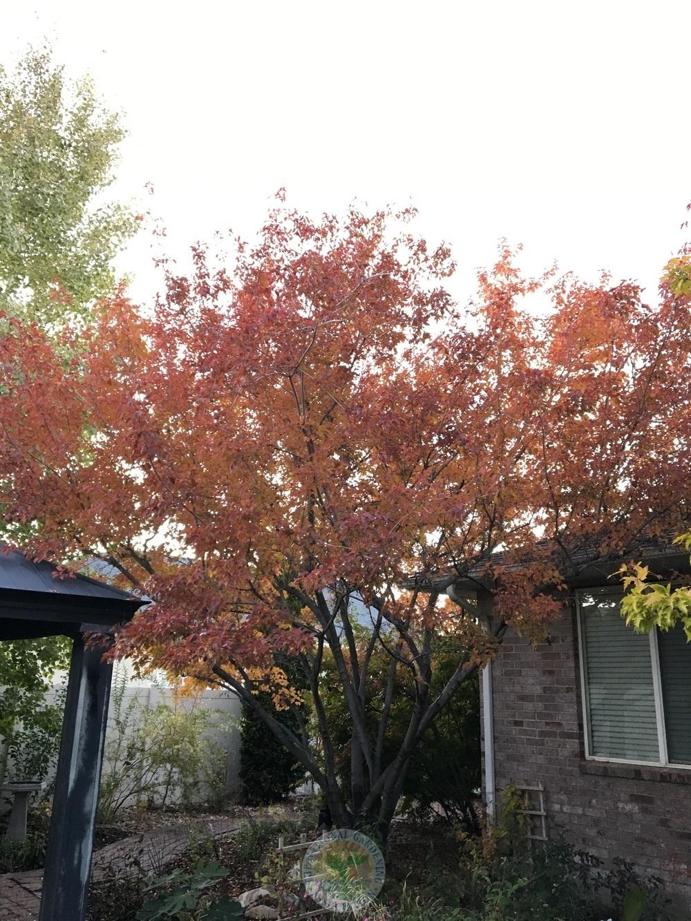 Photo of the fall color of Amur Maple (Acer tataricum subsp. ginnala ...