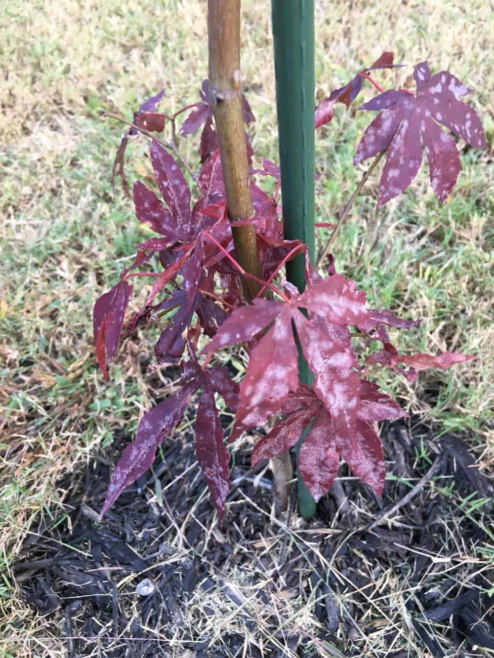 Spots on the leave of my Japanese Maple in the Japanese Maples forum ...