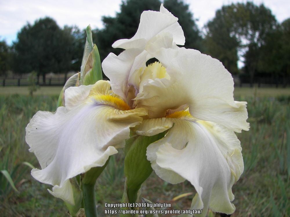 Tall Bearded Iris (Iris 'Tea Leaves') in the Irises Database - Garden.org
