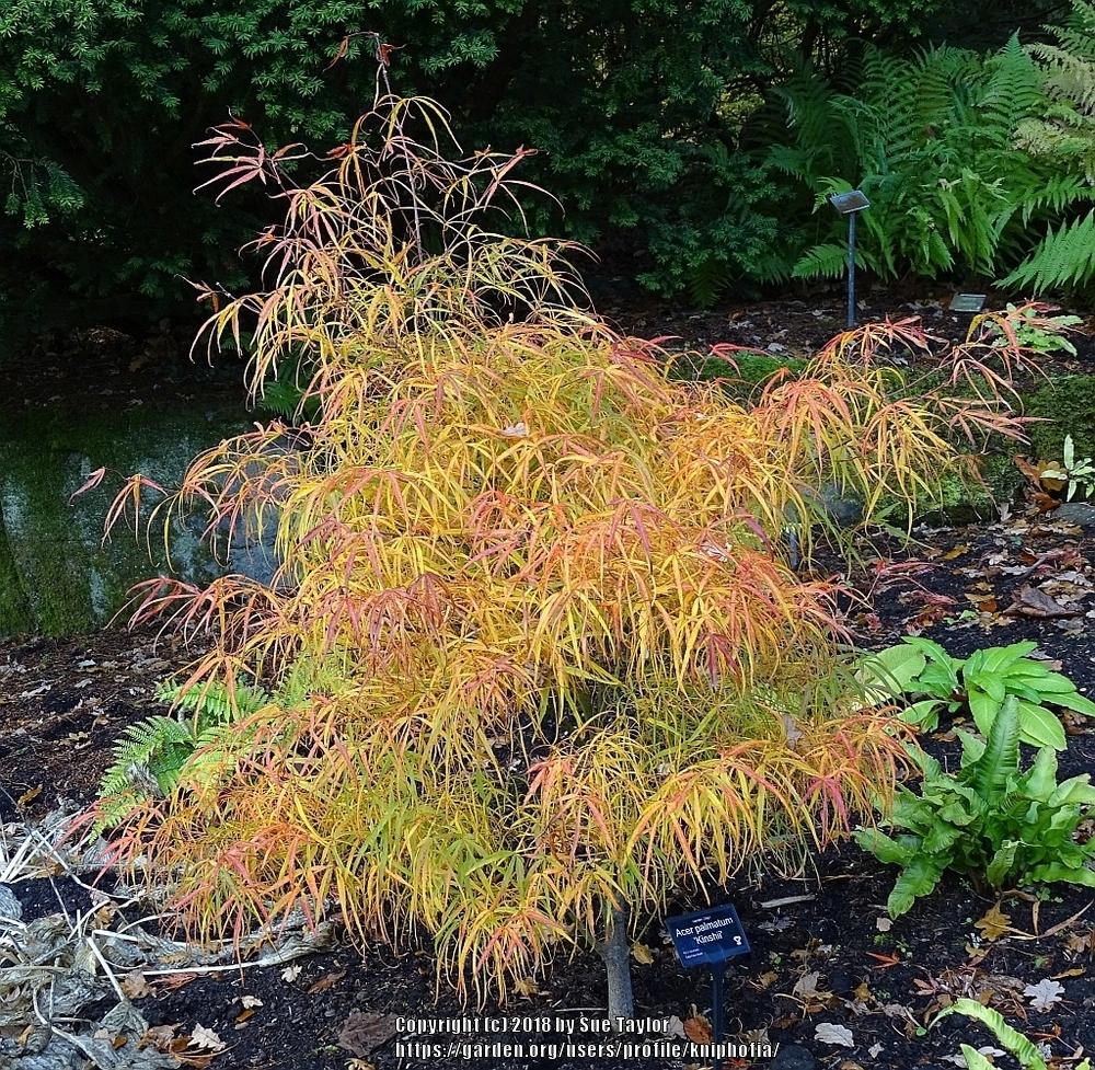 Photo of the fall color of Japanese Maple (Acer palmatum 'Kinshi ...