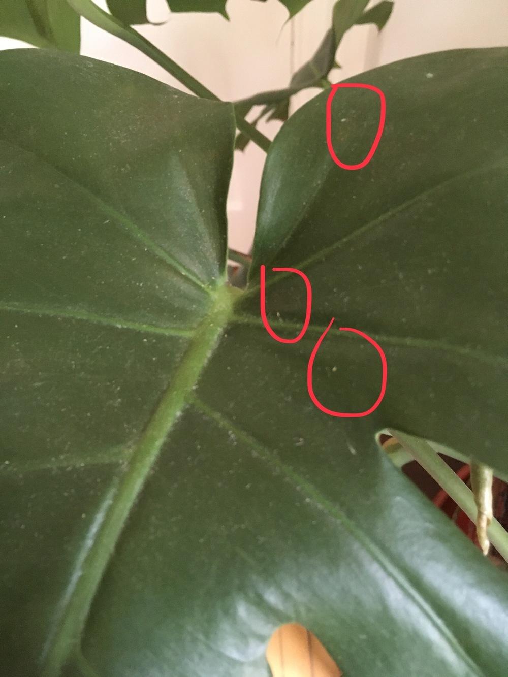 Weird Bugs and Diseased Leaves on Philodendron in the Houseplants forum - Garden.org