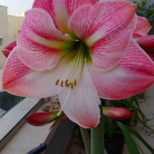 Amaryllis (Hippeastrum 'Apple Blossom') in the Amaryllis Database ...