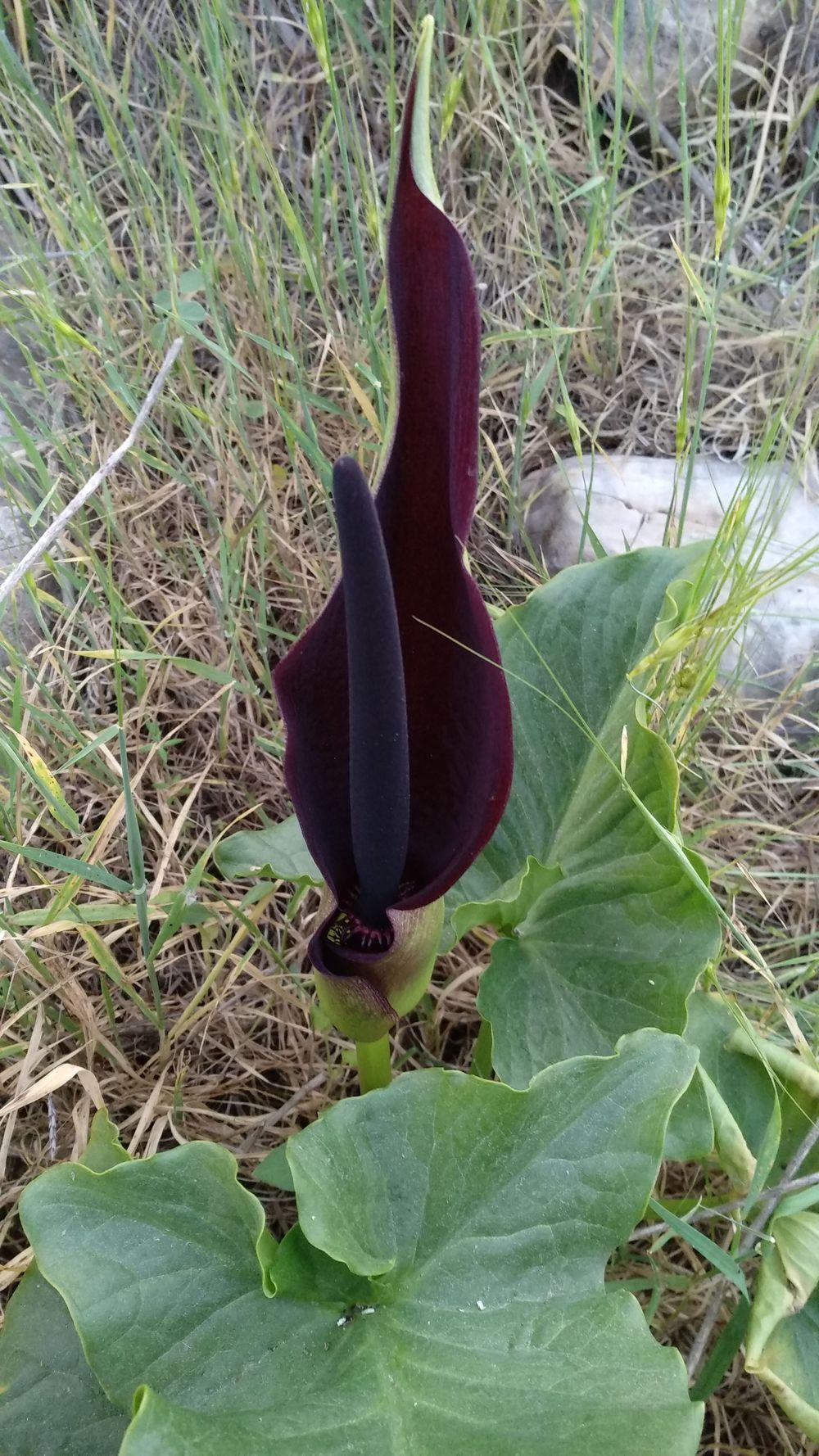 Arums: Plant Care and Collection of Varieties - Garden.org