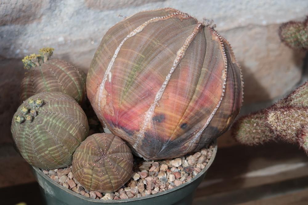 Photo of the stem, scape, stalk or bark of Baseball Plant (Euphorbia ...