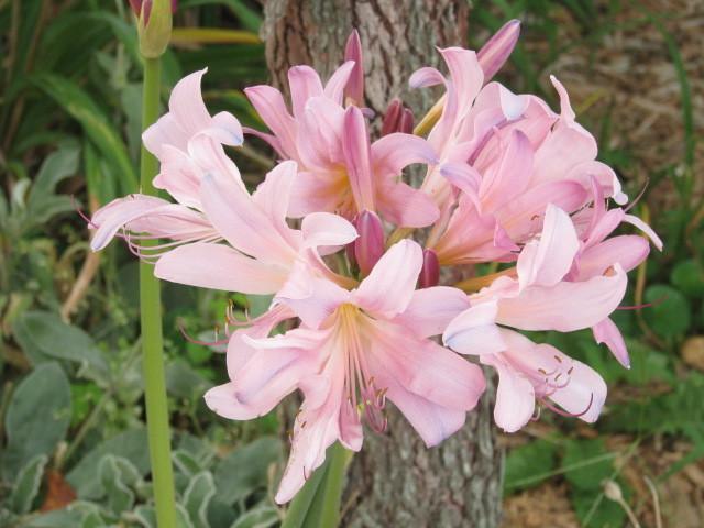 Surprise Lilies (Lycoris): Plant Care and Collection of Varieties ...