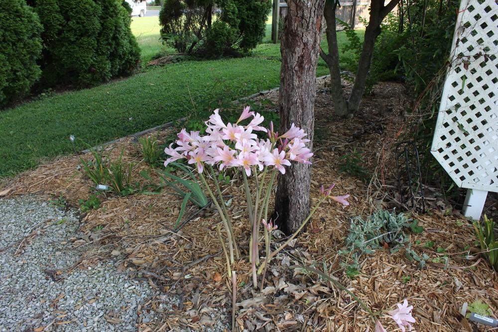Surprise Lilies (Lycoris): Plant Care and Collection of Varieties ...